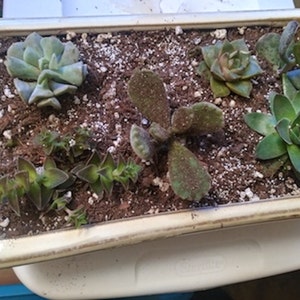 RARE Crassula Tabularis Pagoda Village Succulent Plant - Etsy