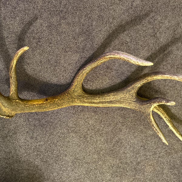 Dark Perfect 6pt Whitetail Antler Horn Deer Fake Skull Mount Taxidermy ...