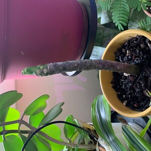 Anthurium Pink Emma - Etsy