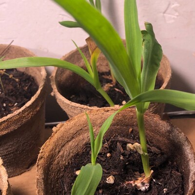 Baby Blue Jade Corn, 20 Rare Seeds, Non GMO, Dwarf Heirloom, Miniature ...