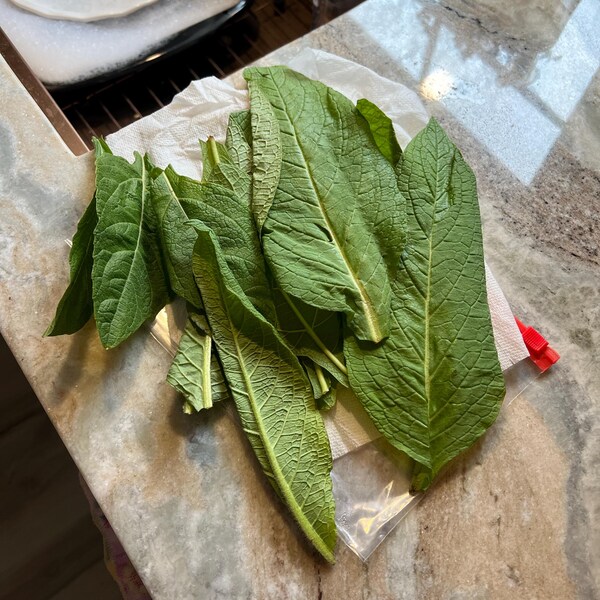 Pansy Lake of Thunder Heirloom Flower Seeds 25 - Etsy