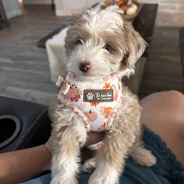 Pumpkin Patch Boho Dog Harness, Cute Fall Dog Accessory, Girl Dog ...