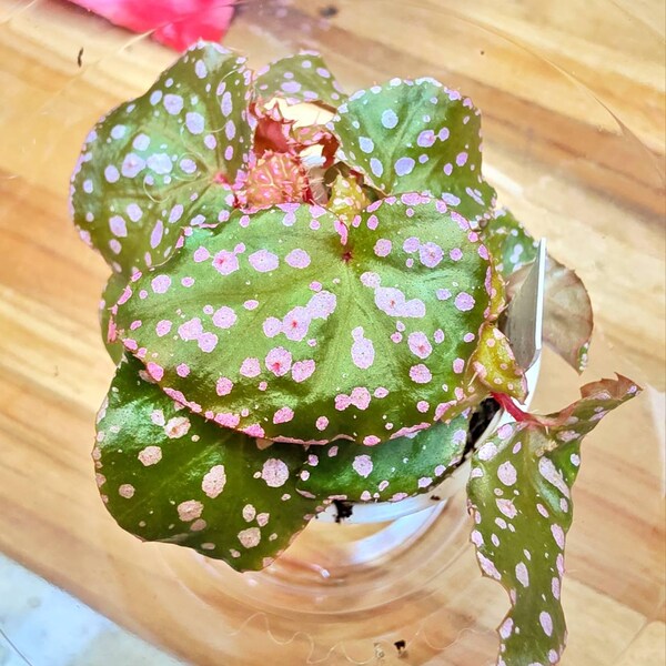 Begonia Baik, From Southeast Asia, for Terrarium Only. 2" Potted Plant ...