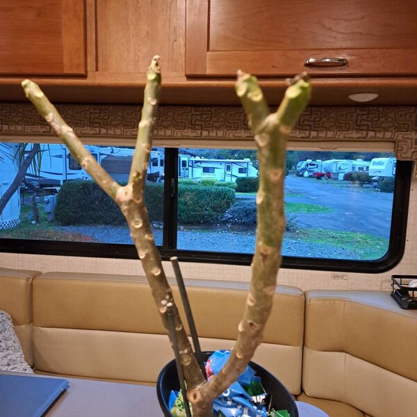 Large Plumeria Rooted Plant neon Lights 22 5 Tips - Etsy