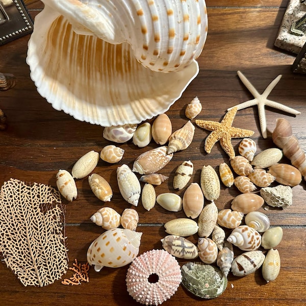 Customizable Shells! Micro Mini Seashells Filled Floating Charm Locket ...