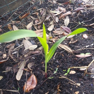 Oaxacan Green Dent Corn, 25 Bulk Seeds, Gorgeous Heirloom From Mexico ...