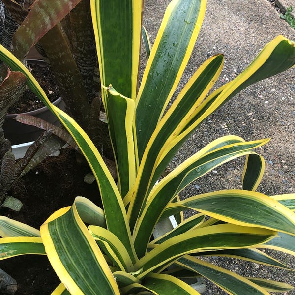 Bromeliad Neoregelia 'magali' - Etsy