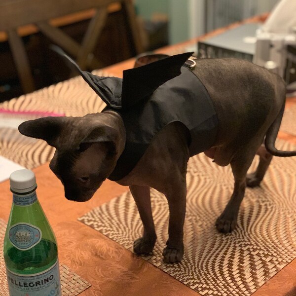 Total Black Harness With Removable Bat Wings for Halloween. Difficult ...