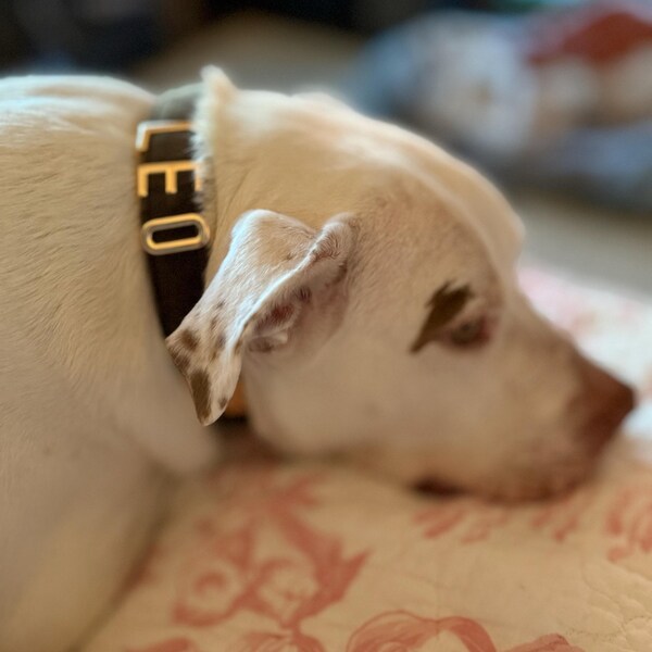 Personalized Dog Collars With Metal Letter Name, Female Dog Collars ...