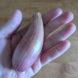 Premium Swamp Rose Mallow Flower Seeds Gorgeous Stunning Grown in USA ...