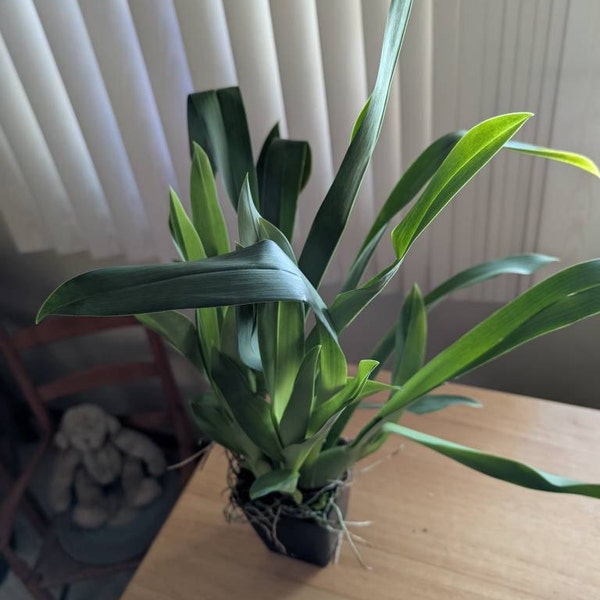 Paphiopedilum Mem Albert Eickoff kolopakingii X Stonei Blooming Size ...
