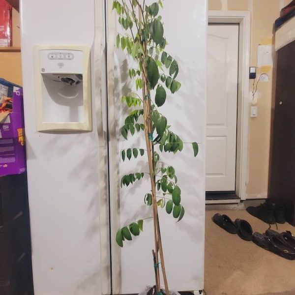 Myrtus Communis 'compacta' Dwarf Myrtle 1 Feet Tall Great for Bonsai ...