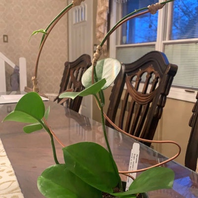 Moon Trellis Copper Trellis Plant Stick Houseplant Stake - Etsy