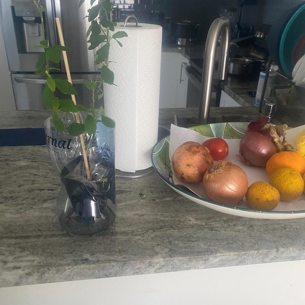 Pitiona, Oaxaca Lemon Verbena, Juanilama, Lippia Alba, 1 Live Plant 2.5 ...