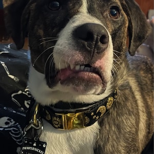 Witchy Pet ID Tag, Custom Personalized Dog or Cat Tags, Mystical Gothic ...