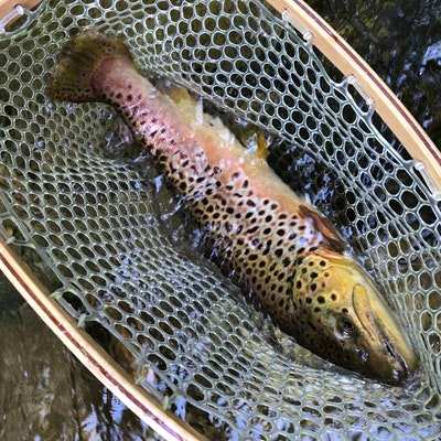 6 Glass Bead Midge Midges and Emergers. Midge Pupa. Nymphs. Colorado ...