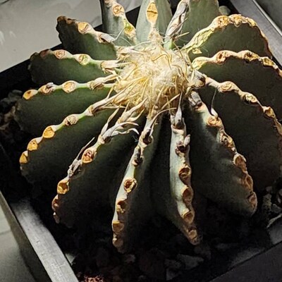2 aztekium Hintonii - Etsy