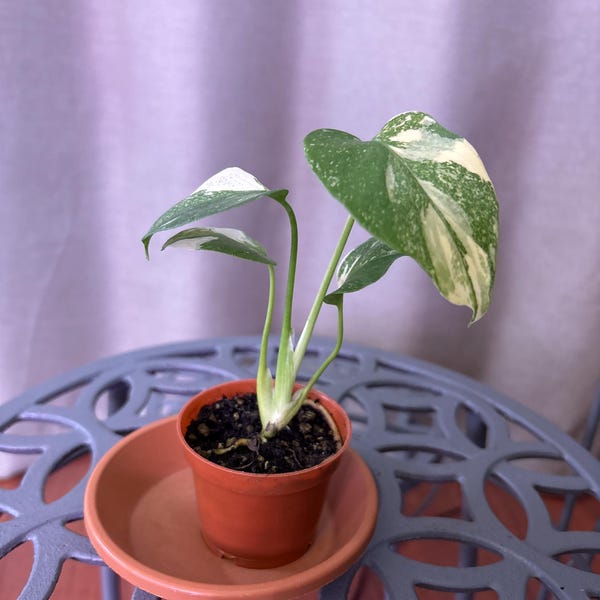 4 African Violet cabbage Patch - Etsy