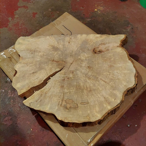 31large Spalted Sycamore Tree Slice Wood Cookie Round Hollow Tree Slice ...