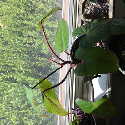 Pothos in Hanging Planter - Etsy