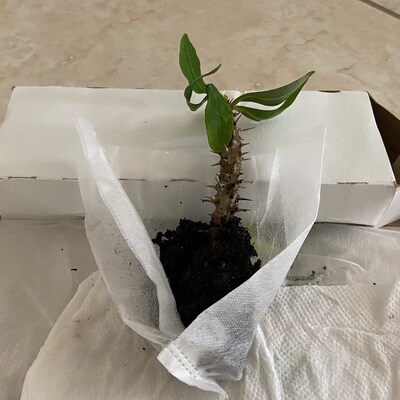 Star Apple Purple Caimito Milk Fruit. Grafted Tree - Etsy