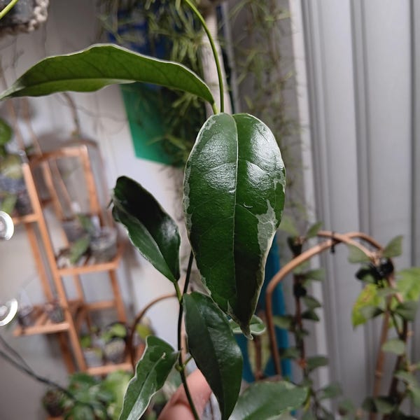 Hoya Mappigera Yellow Corona, Beautiful Leaves and Flower, Unique ...