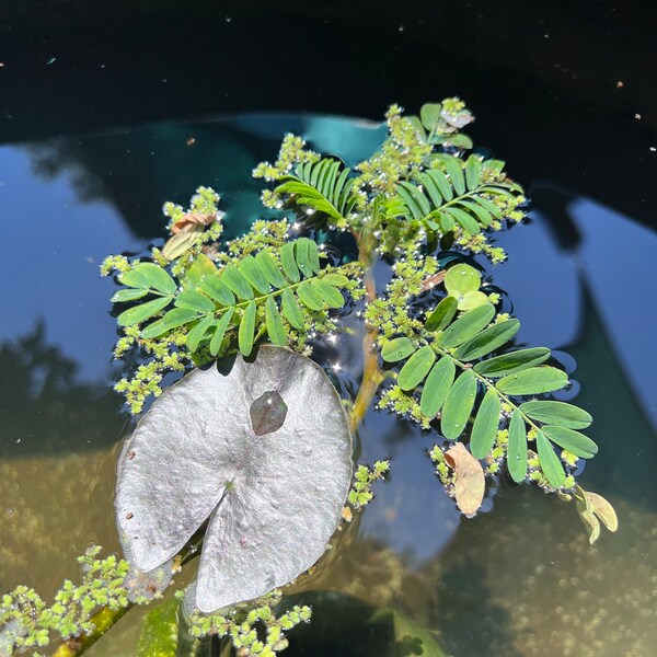 Sensitive Plant! (neptunia Aquatica)-easy Live Aquarium Pond Aquatic ...