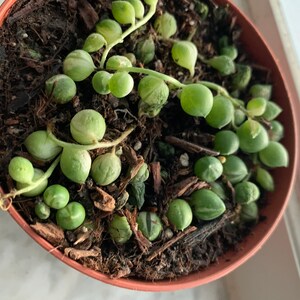 Crassula Picturata Tiger Jade 4 | Etsy