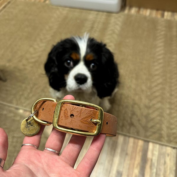 Khaki Waterproof Dog Collar | Personalised Biothane | Custom Print ...