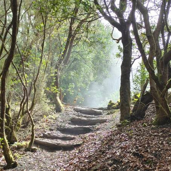 True Ceylon Cinnamon Irregular Shapes Pure 85g(3 Oz) - 1.95KG(68.8 Oz ...