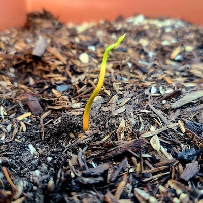 Soursop Seeds - Etsy