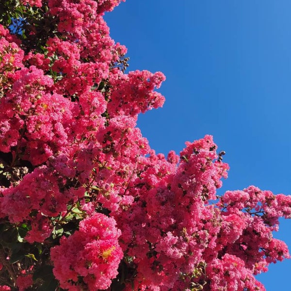 Vintage Lefton Cissy Cabbage Tea Set - Etsy