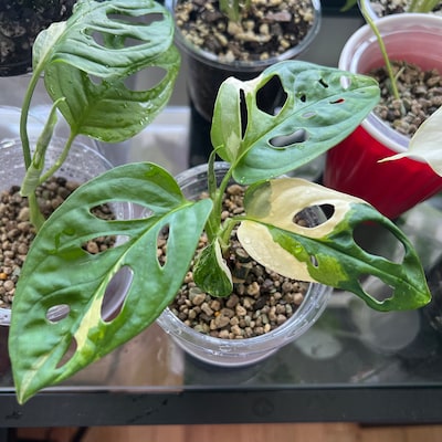 Variegated Philodendron Ring of Fire - Etsy