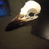 Real Carrion Crow Skull Corvus Carone Raven Corvid Taxidermy Gothic ...