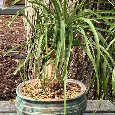 Teapot Woodfired Wheel Thrown and Altered Oval Stoneware - Etsy