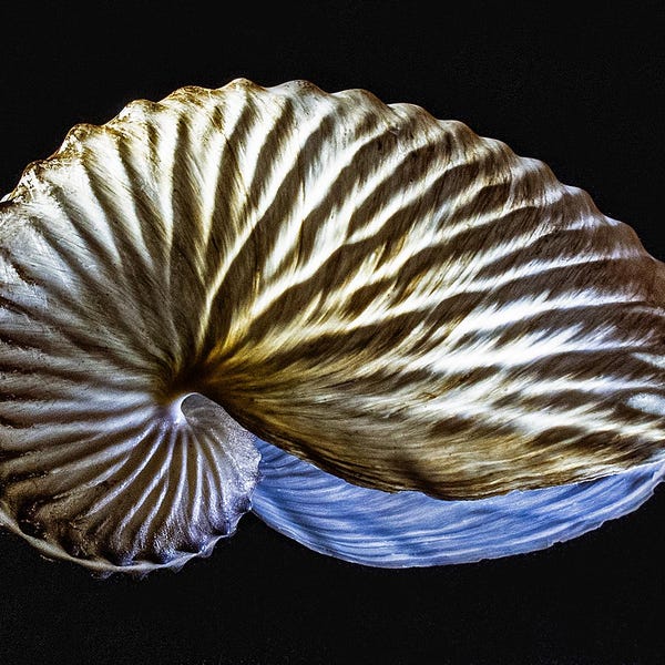 Real From the Sea! XL Brown Paper Nautilus (argonaut) Seashell 2.5-3 ...
