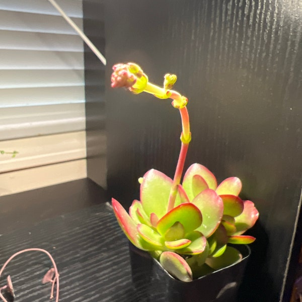 Crassula Platyphylla – Ruby-tipped Succulent | Live Plant in 2” Pot - Etsy