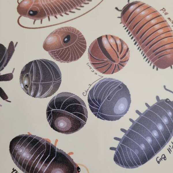 Katydid Circle Emboss Waterproof Sticker 3x3" - Etsy