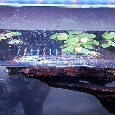 Red Root Floater, Phyllanthus Fluitans, Live Aquarium/floating/pond ...