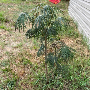Yellow Elder Seeds Tecoma Stans 30 - Etsy