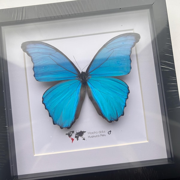 Ornithoptera Goliath Procus, Goliath Birdwing, Green Birdwing ...