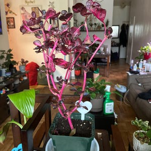 Micro Mini African Violet Teeny Bopper - Etsy