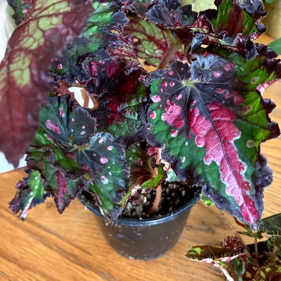 Jurassic™ Rex Begonia 'watermelon' - Etsy