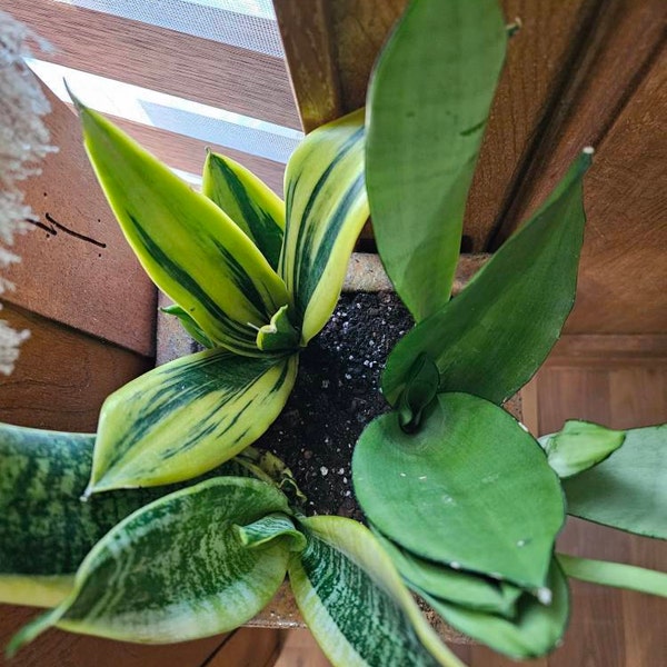 FOSTER 4-pack LIVE 4 Inch Kalanchoe, Blooming Houseplant, Gardening ...