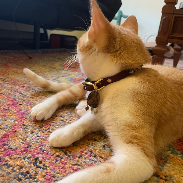 Guamo & Tree Frog in Conch Shell Stickers - Etsy