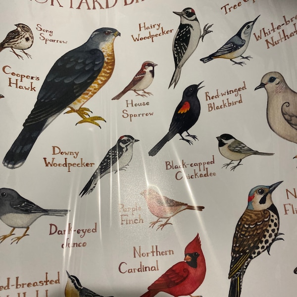 Michigan Backyard Birds Field Guide Art Print / Watercolor Painting ...