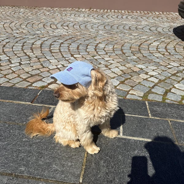 Corduroy Dog Cap – Stylish Dog Baseball Hat With Ear Holes | Adjustable ...