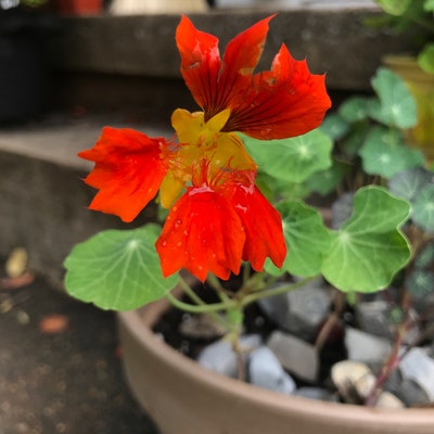 Spitfire Nasturtium Seeds - Etsy