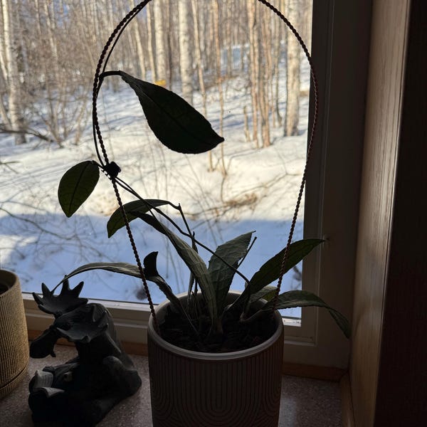 Twisted Copper Spider Web Trellis - Spider Gemstone Plant Trellis- Hoya ...