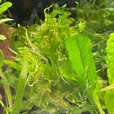Live Aquarium Plants, Mix Moss Subwassertang, Round Pelia, Monosolenium ...